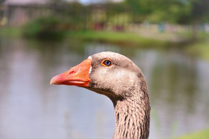 Goose eyes stock image. Image of view, macro, bird, white - 5595211