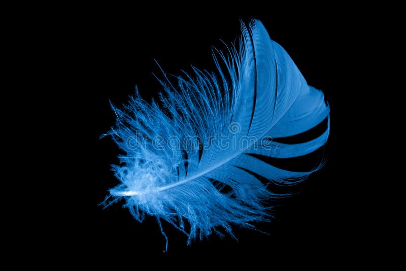 Blue Goose Feather on Black Background Stock Image - Image of beauty ...