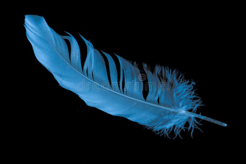 Blue Goose Feathers on a White Isolated Background Stock Photo - Image ...