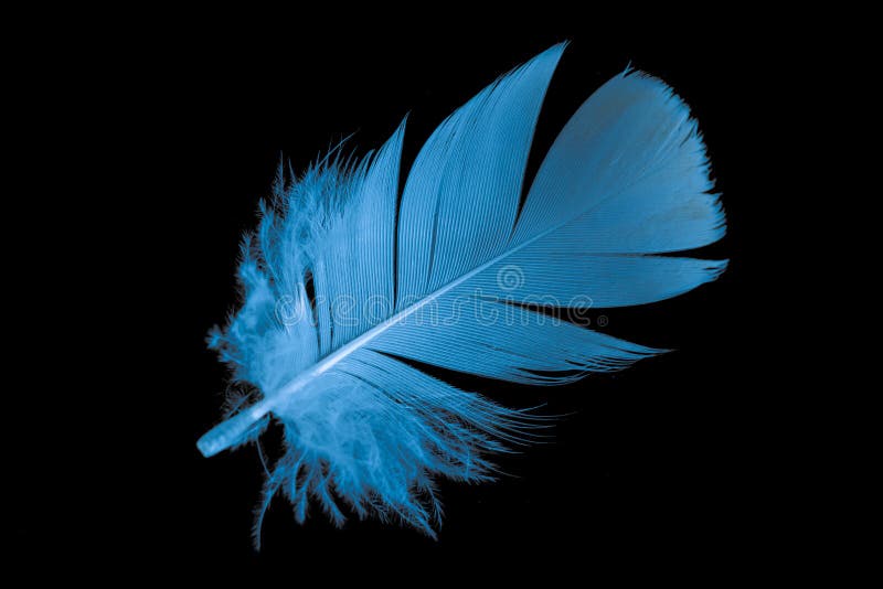 Blue Goose Feathers on a White Isolated Background Stock Photo - Image ...