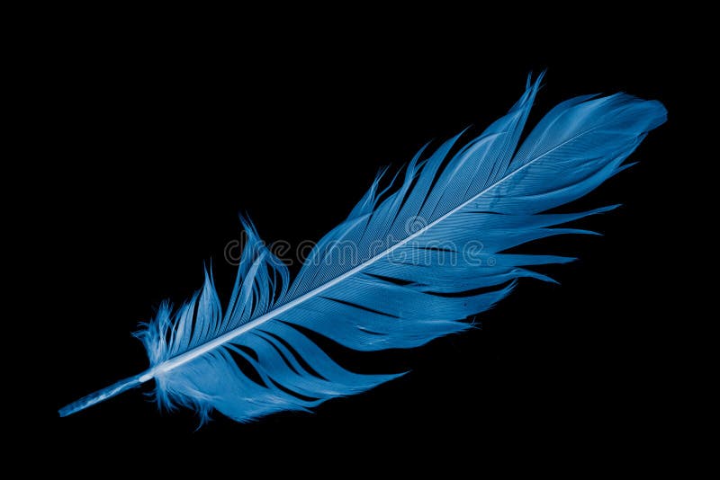Blue Goose Feather on Black Background Stock Image - Image of texture ...