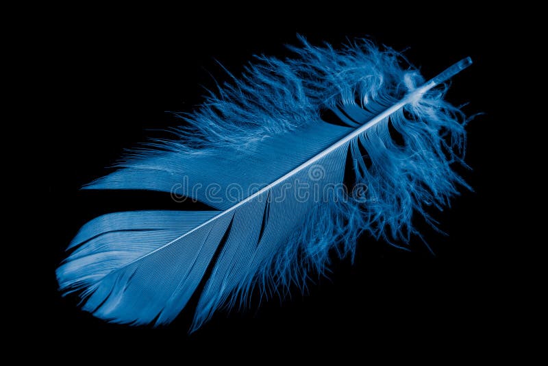 Blue Goose Feather on Black Background Stock Image - Image of soft ...