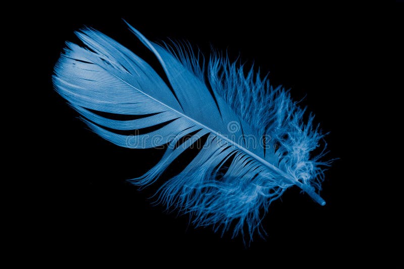 Blue Goose Feather on Black Background Stock Image - Image of nature ...
