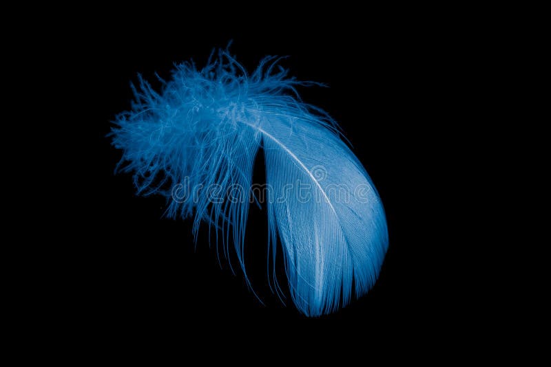 Blue Goose Feather on Black Background Stock Photo - Image of texture ...
