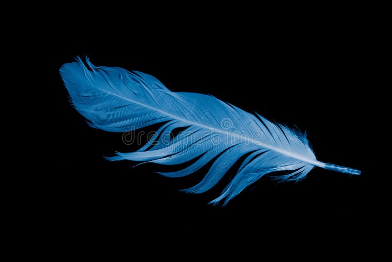 Blue Goose Feather on Black Isolated Background Stock Photo - Image of ...