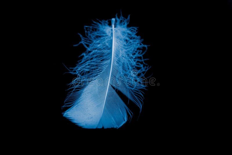 Blue Goose Feathers on a White Isolated Background Stock Photo - Image ...