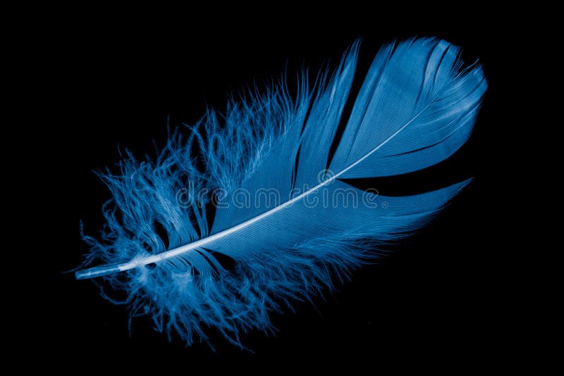 Blue Goose Feather on Black Background Stock Photo - Image of texture ...