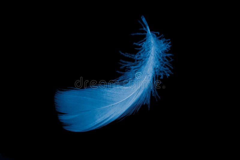 Blue Goose Feather on Black Isolated Background Stock Photo - Image of ...