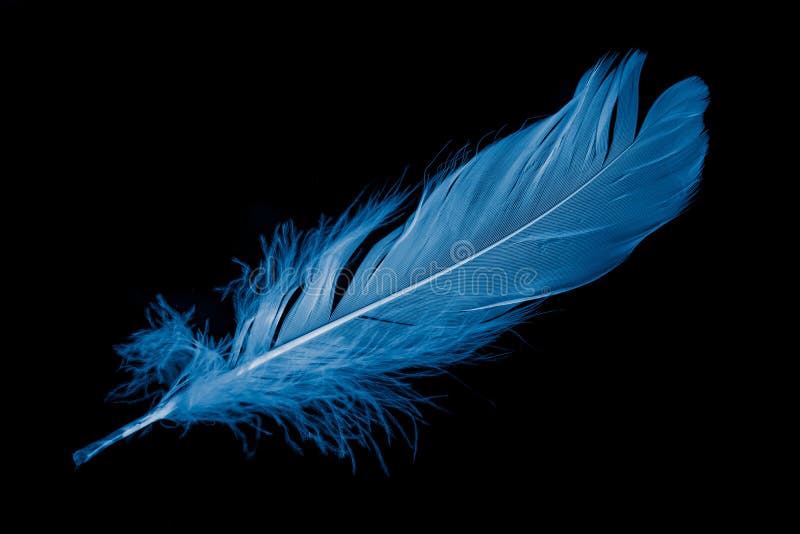 Blue Goose Feather on Black Background Stock Photo - Image of closeup ...