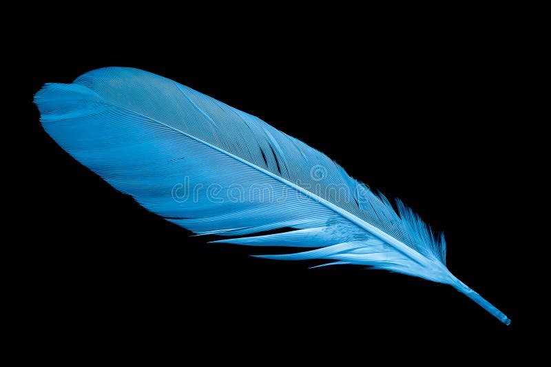 Blue Goose Feather on Black Background Stock Photo - Image of isolated ...