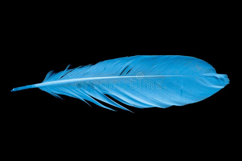 Blue Goose Feather on Black Background Stock Photo - Image of fluff ...