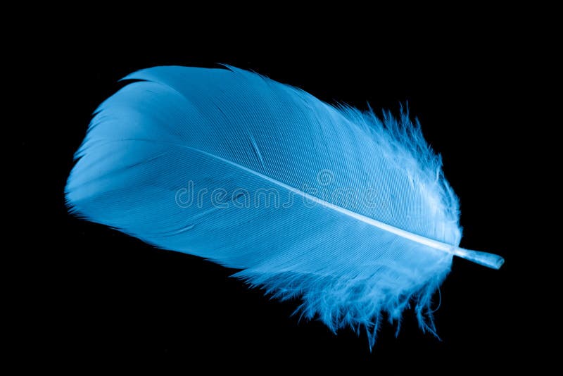 Blue Goose Feathers on a White Isolated Background Stock Photo - Image ...