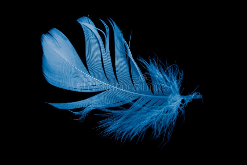 Blue Goose Feather on Black Background Stock Photo - Image of ...