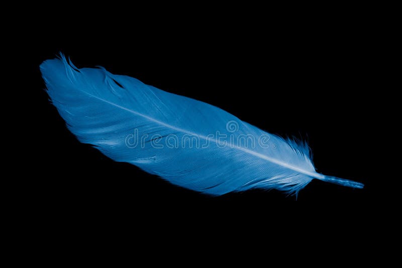 Blue Goose Feather on Black Background Stock Image - Image of closeup ...
