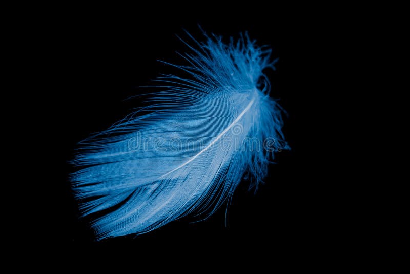 Blue Goose Feather on Black Background Stock Photo - Image of ...