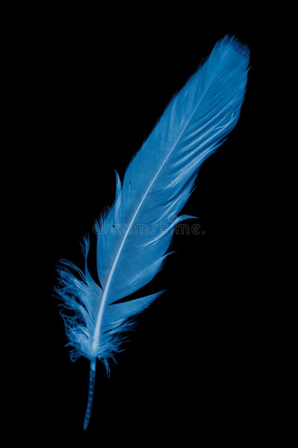 Blue Goose Feather on Black Isolated Background Stock Photo - Image of ...