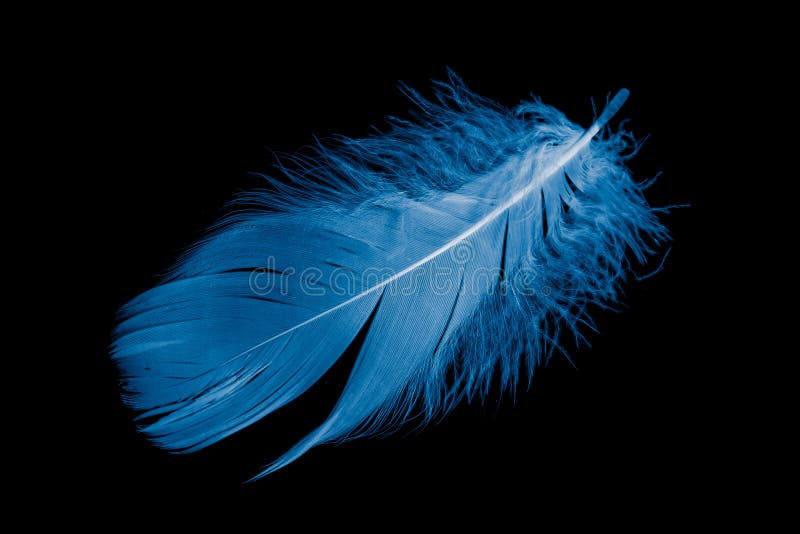Blue Goose Feathers on a White Isolated Background Stock Photo - Image ...