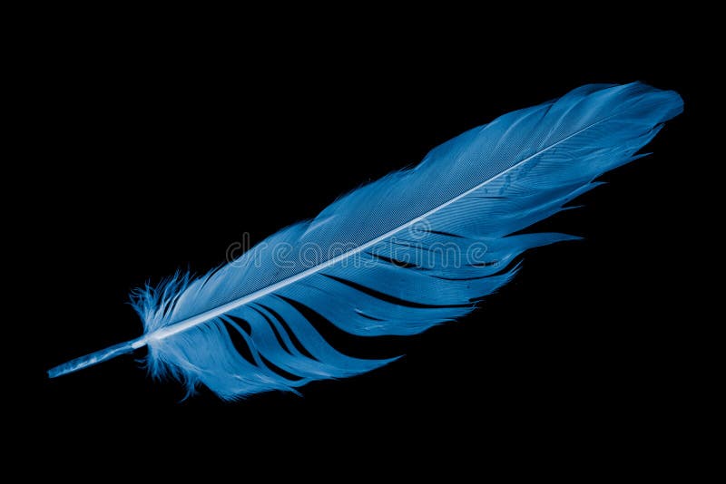 Blue Goose Feathers on a White Isolated Background Stock Photo - Image ...
