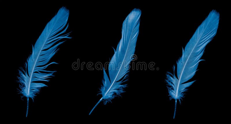 Blue Goose Feather on Black Isolated Background Stock Photo - Image of ...