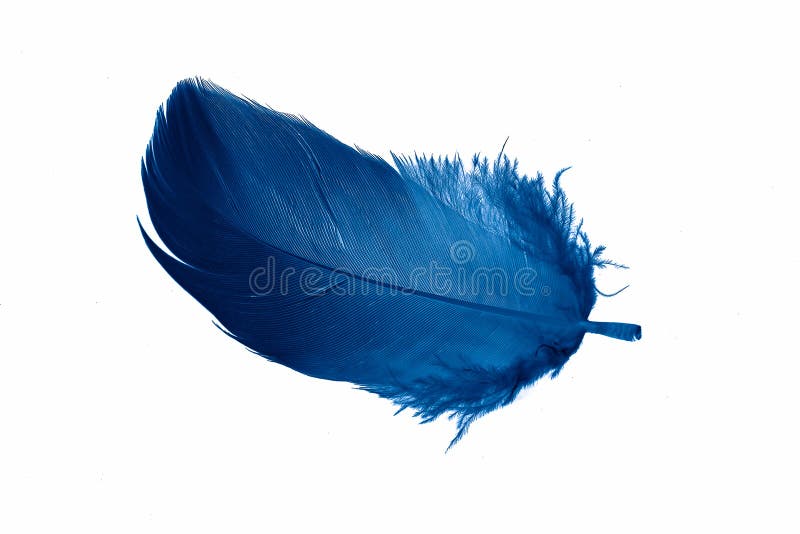 Blue Goose Feather on a White Isolated Background Stock Image - Image ...