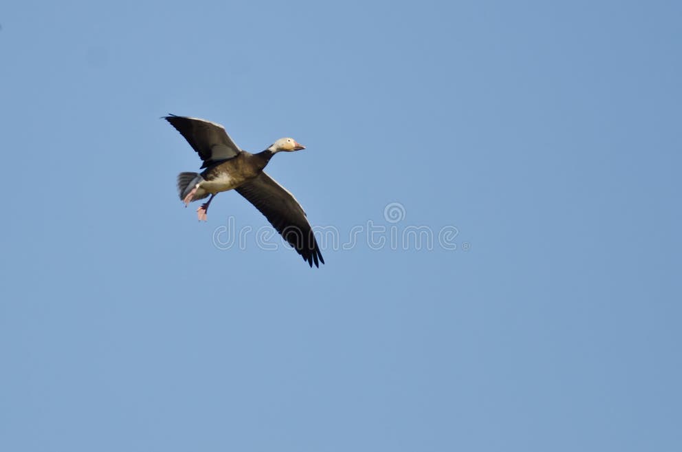 Blue Goose Flying in a Blue Sky Stock Image - Image of goose, america ...
