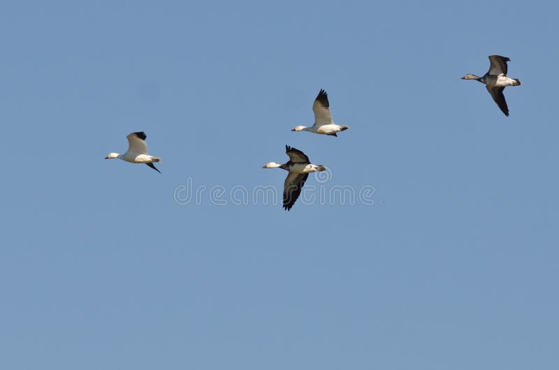 Blue Goose Feathers on a White Isolated Background Stock Photo - Image ...