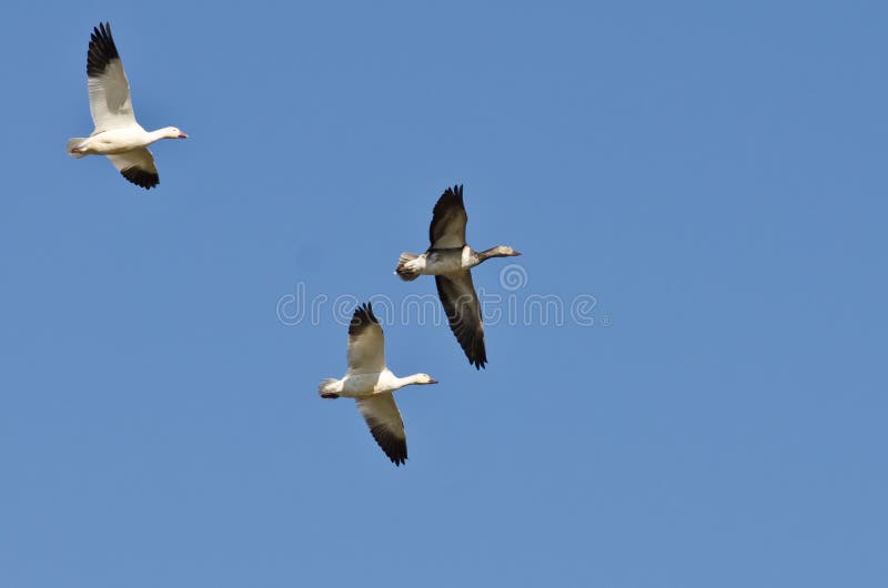 Blue Goose Flying with Snow Geese in a Blue Sky Stock Photo - Image of ...