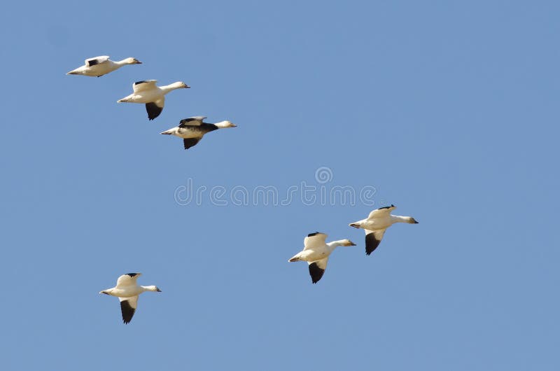 Blue Goose Flying with Snow Geese in a Blue Sky Stock Image - Image of ...