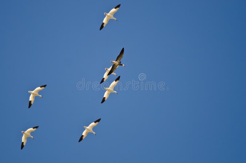 Blue Goose Feathers on a White Isolated Background Stock Photo - Image ...