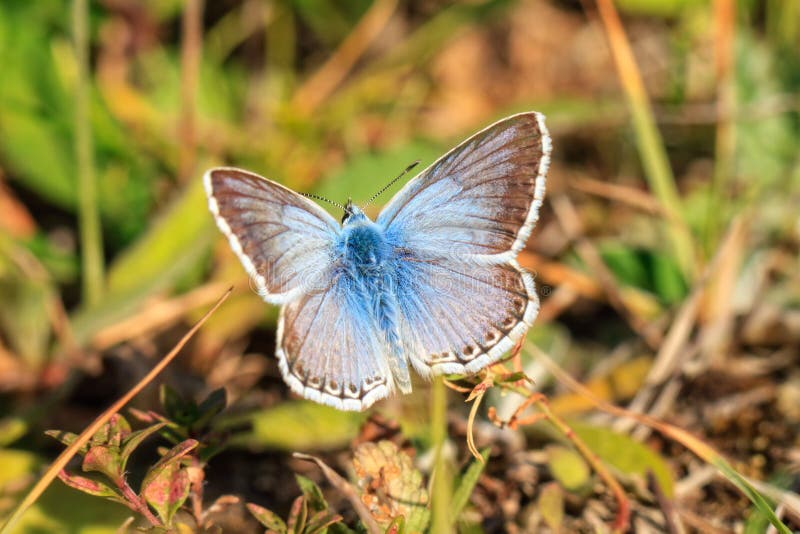 Blue Gossamer Winged Butterfly Stock Image - Image of oberfranken ...