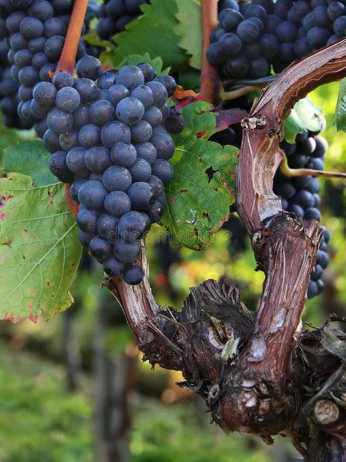 Blue Grabes at a Grape-vine Stock Photo - Image of beautiful, eating ...