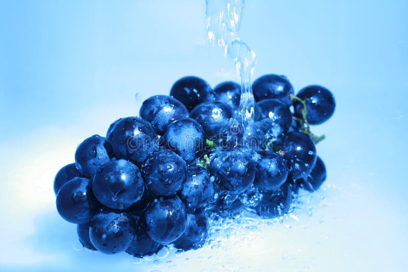 Blue grape stock image. Image of fresh, pistachio, diet - 13554695