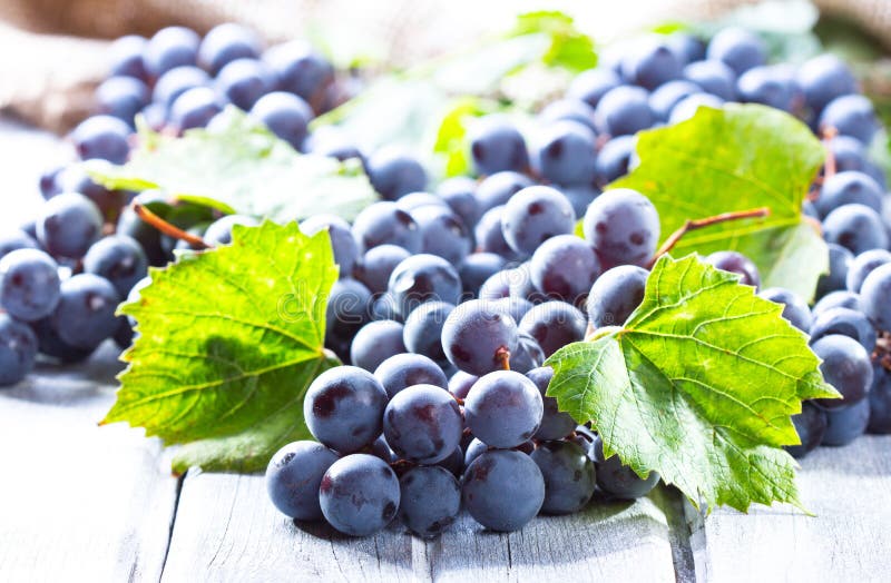 Blue grape stock image. Image of healthy, still, bunch - 26735949