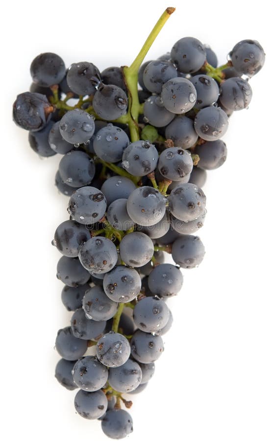 Pinot Noir Grapes stock image. Image of pinot, closeup - 285905