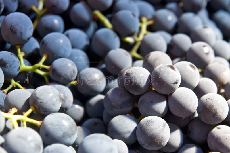 Blue grape stock photo. Image of berry, marketplace, blue - 6339166