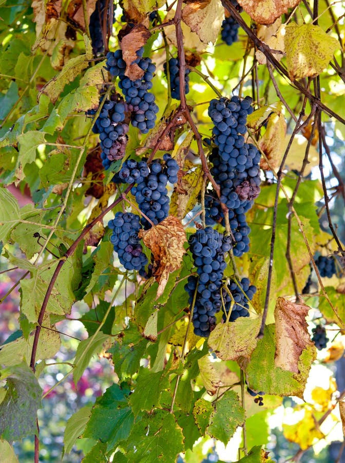 Blue grape branch stock photo. Image of defocused, brightly - 45271788