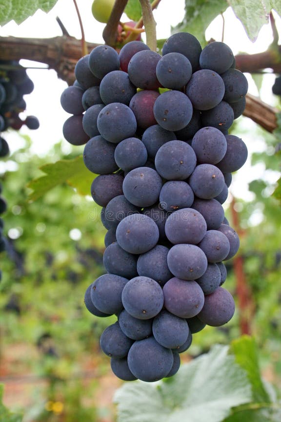 Blue Grape Cluster stock image. Image of colors, bunch - 1260495