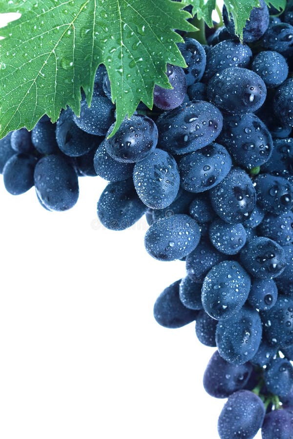 Blue Grape Cluster With Leaves Stock Image - Image of fresh, grape ...