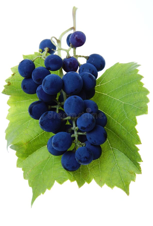 Blue Grape Cluster with Leaves Stock Photo - Image of drop, delicious ...