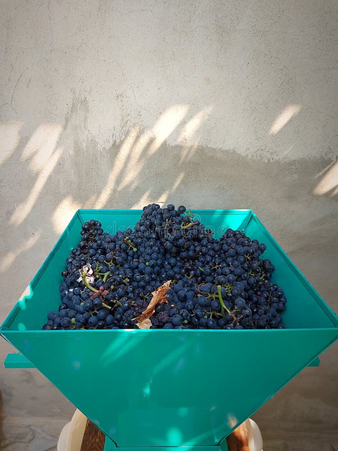Destemming and Crushing Process in Winemaking Stock Image - Image of ...
