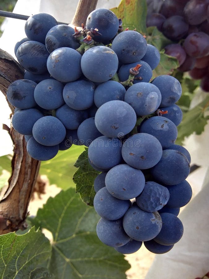 Blue grape stock photo. Image of fresh, farming, drink - 81360574