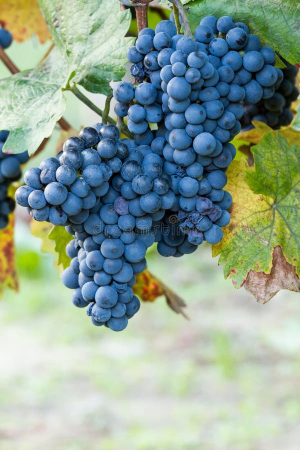 Blue grape fruit stock photo. Image of berry, vegetable - 34518164