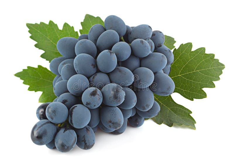 Grape fruit on tree stock photo. Image of crop, colorado - 58865422