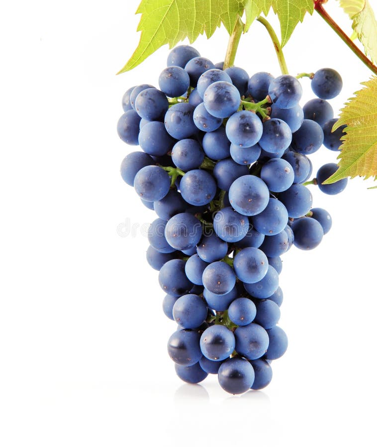 Blue Grape with Green Leaves Isolated Fruit Stock Photo - Image of blue ...