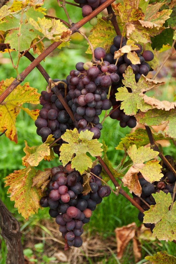 Blue Grape Grows With Yellow Sheet Picture. Image: 16857534