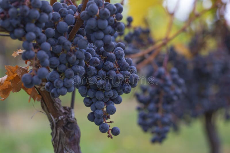 A Blue Grape Hanging in a Vineyard. Stock Image - Image of gironde ...