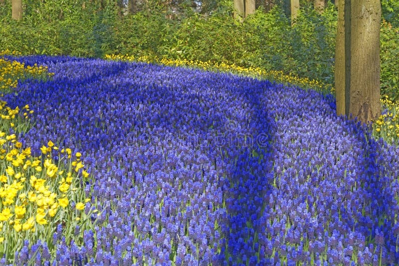 Lent lilies stock image. Image of biology, colors, lent - 90988877