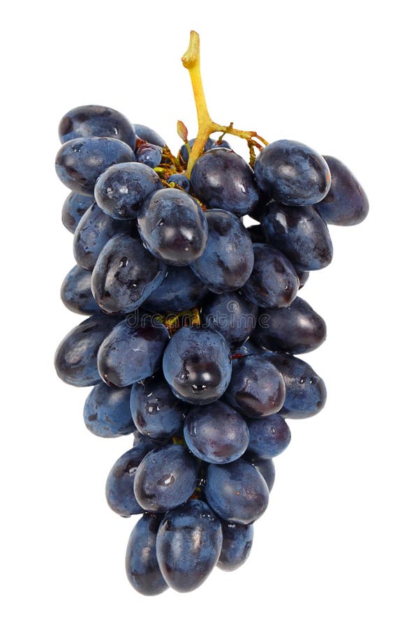 Blue grape stock image. Image of cabernet, fruit, juicy - 47042059