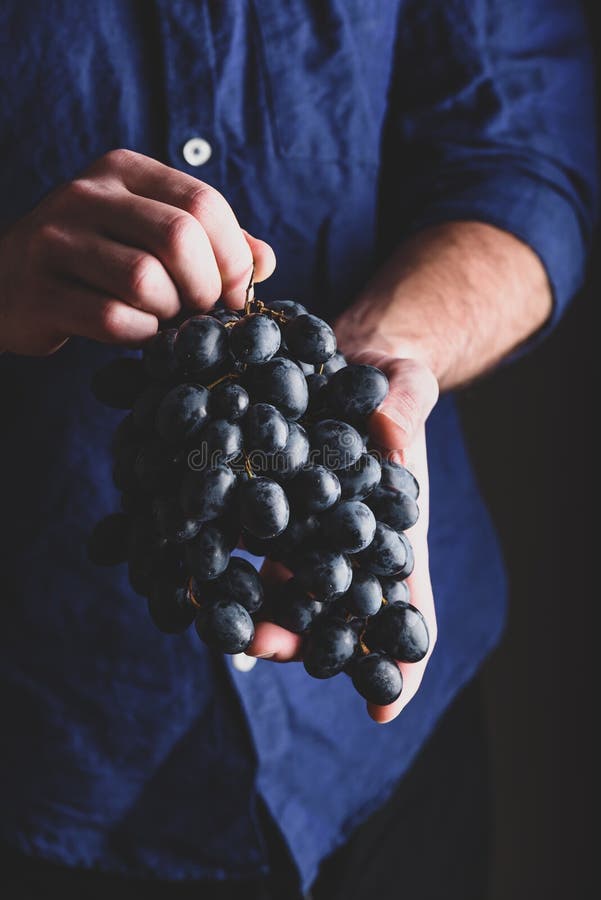 Blue Grape in Man Hands stock photo. Image of crop, male - 331733050