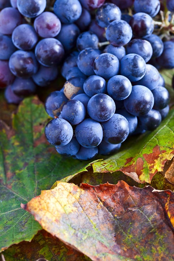 Blue grape stock image. Image of ripe, food, closeup - 44593849